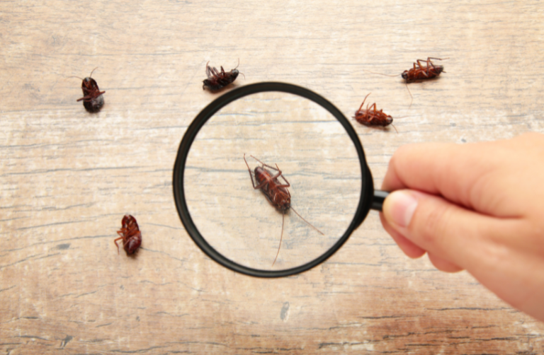 How to Identify Common Household Pests and What to Do About Them